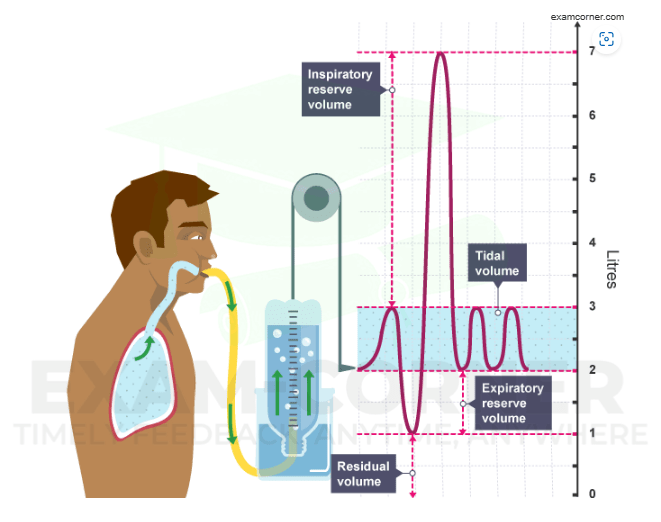 Lung volumes and exercise – Exam-Corner