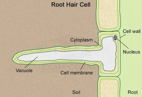 Transpiration and factors that affect it – Exam-Corner