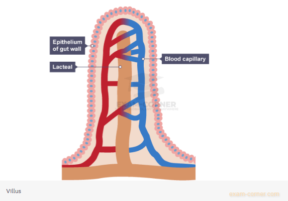 Adaptation of effective exchange surfaces – Exam-Corner