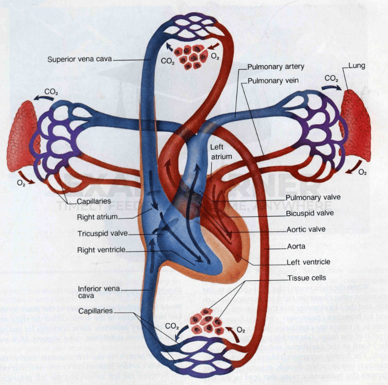 Transport in animals – Exam-Corner
