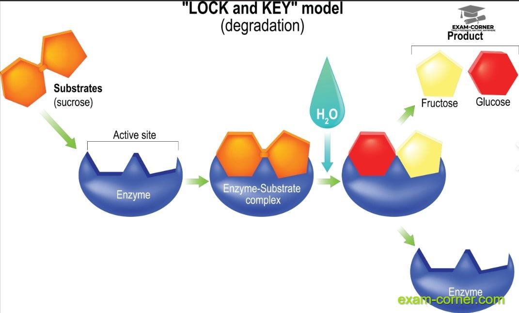 ENZYMES – Exam-Corner