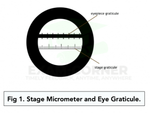 Calculating Cell Size – Exam-Corner