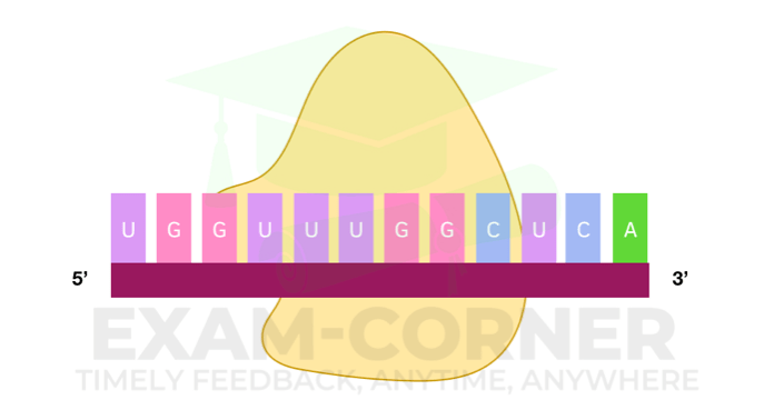 Transfer RNA – Exam-Corner