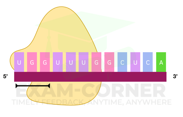 Transfer RNA – Exam-Corner
