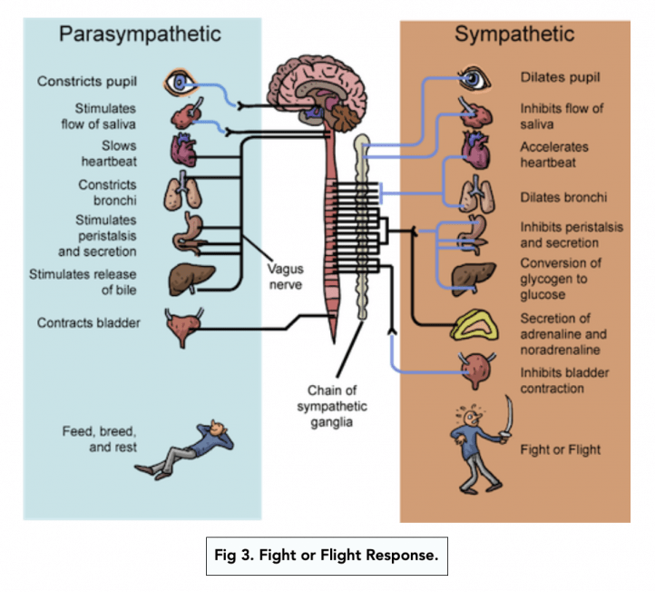 The Nervous System – Exam-Corner
