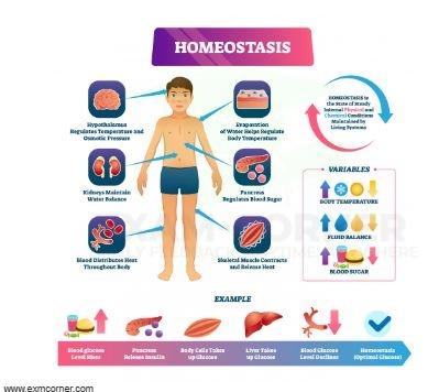 Homeostasis Drawing