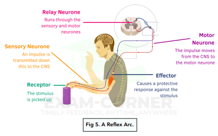 Synapses & Reflexes – Reflexes and the Reflex Arc – Exam-Corner